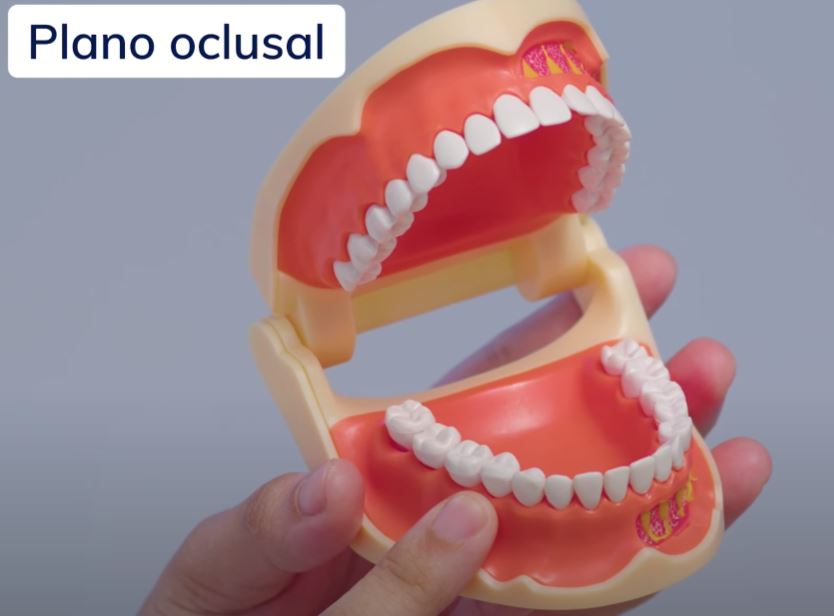 ANATOMIA DENTAL Y PERIODONTAL