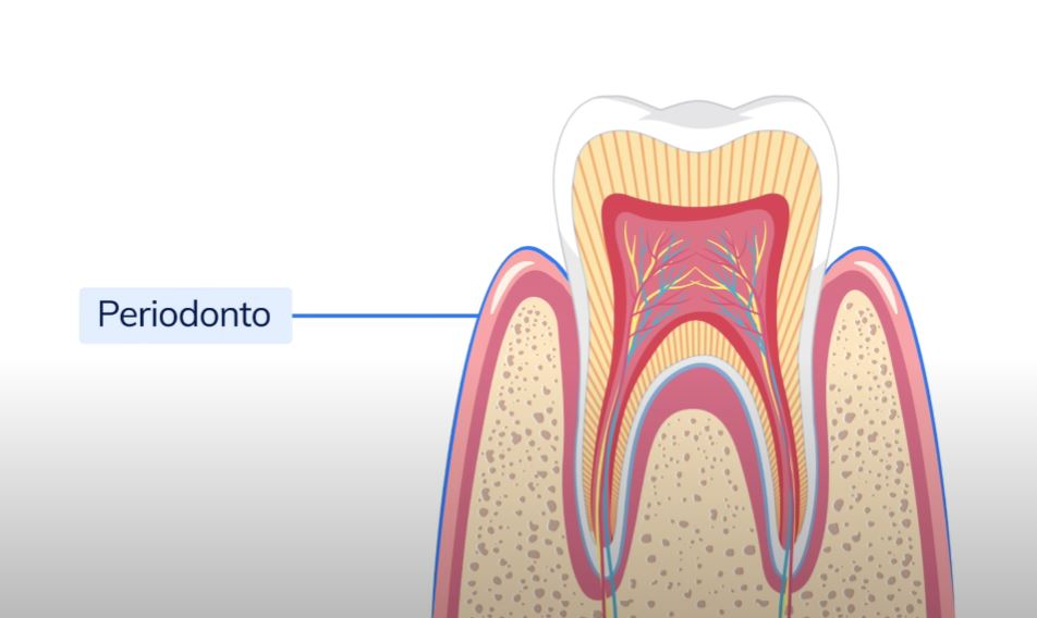 ANATOMIA DENTAL Y PERIODONTAL