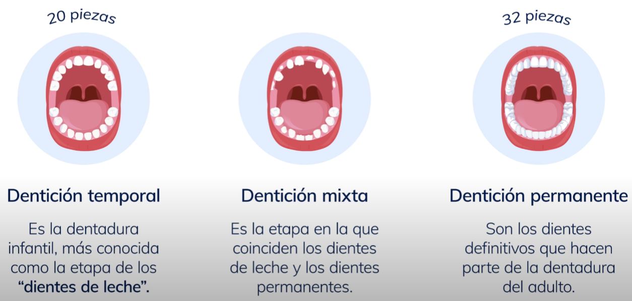ANATOMIA DENTAL Y PERIODONTAL