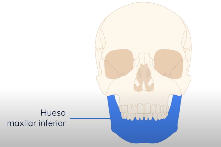 FUNDAMENTOS ANATOMICOS DEL CRANEO