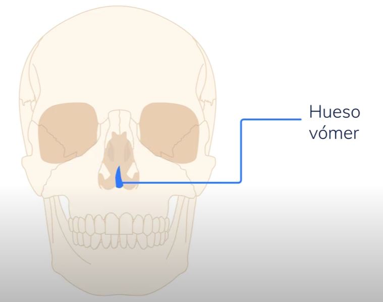 FUNDAMENTOS ANATOMICOS DEL CRANEO
