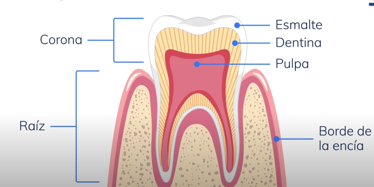 ANATOMIA DENTAL Y PERIODONTAL